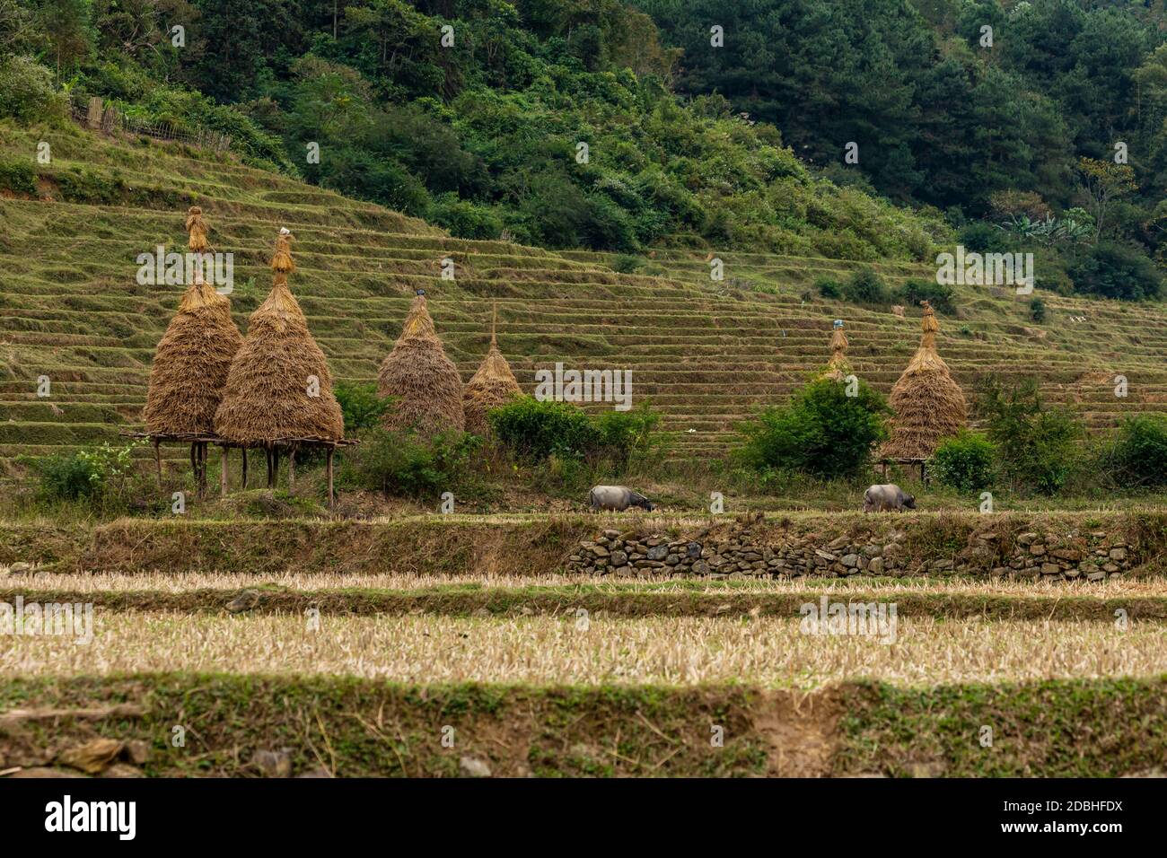 Hay and agriculture in Vietnam Stock Photo - Alamy
