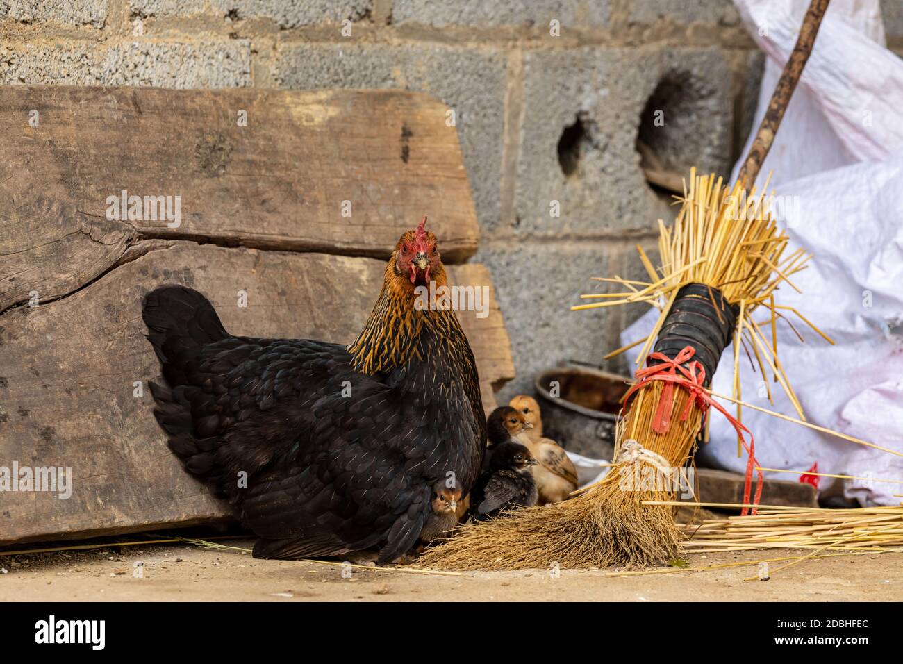 A hen and chickens Stock Photo - Alamy