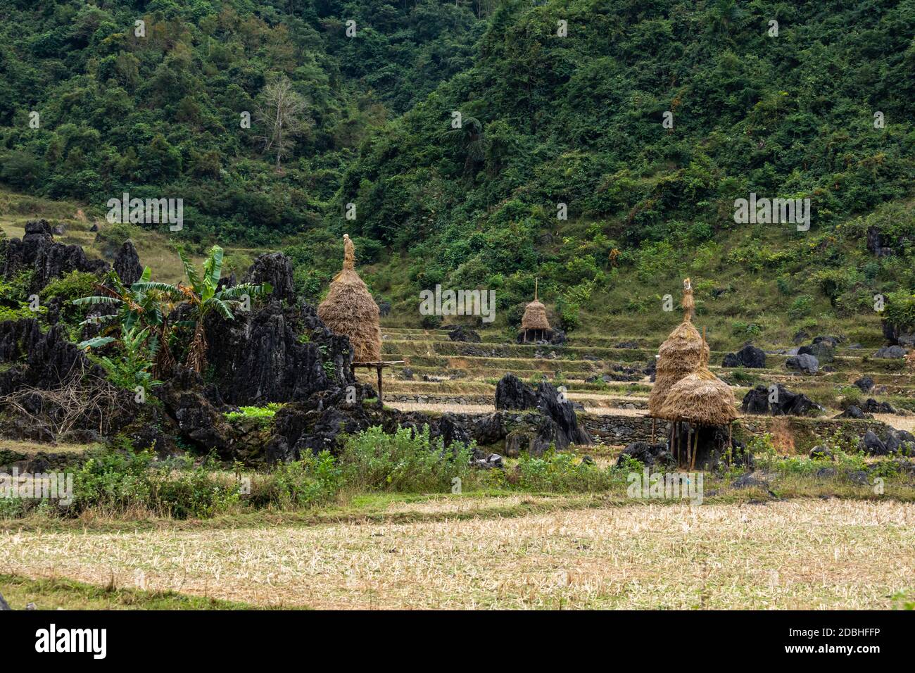 Hay and agriculture in Vietnam Stock Photo - Alamy