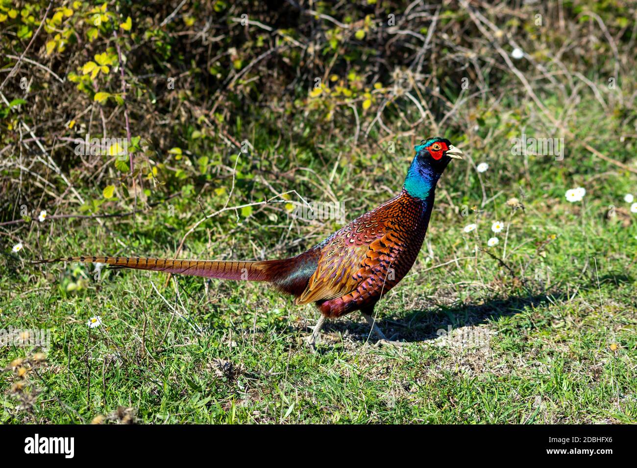 Ringneck Pheasant (Phasianus colchicus) male, Turkey Stock Photo - Alamy