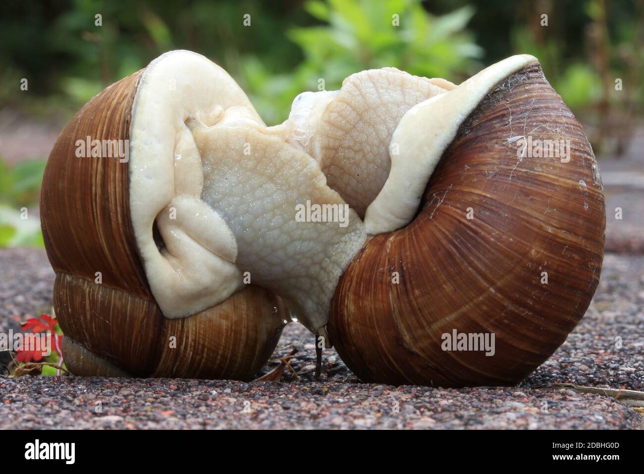 Snails mating hi-res stock photography and images - Alamy