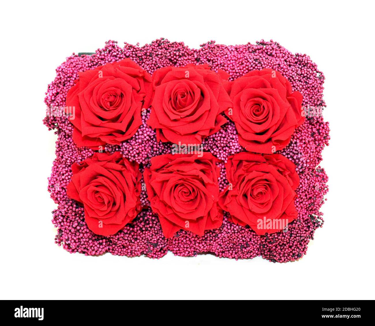 Six red roses in pot isolated on white Stock Photo - Alamy