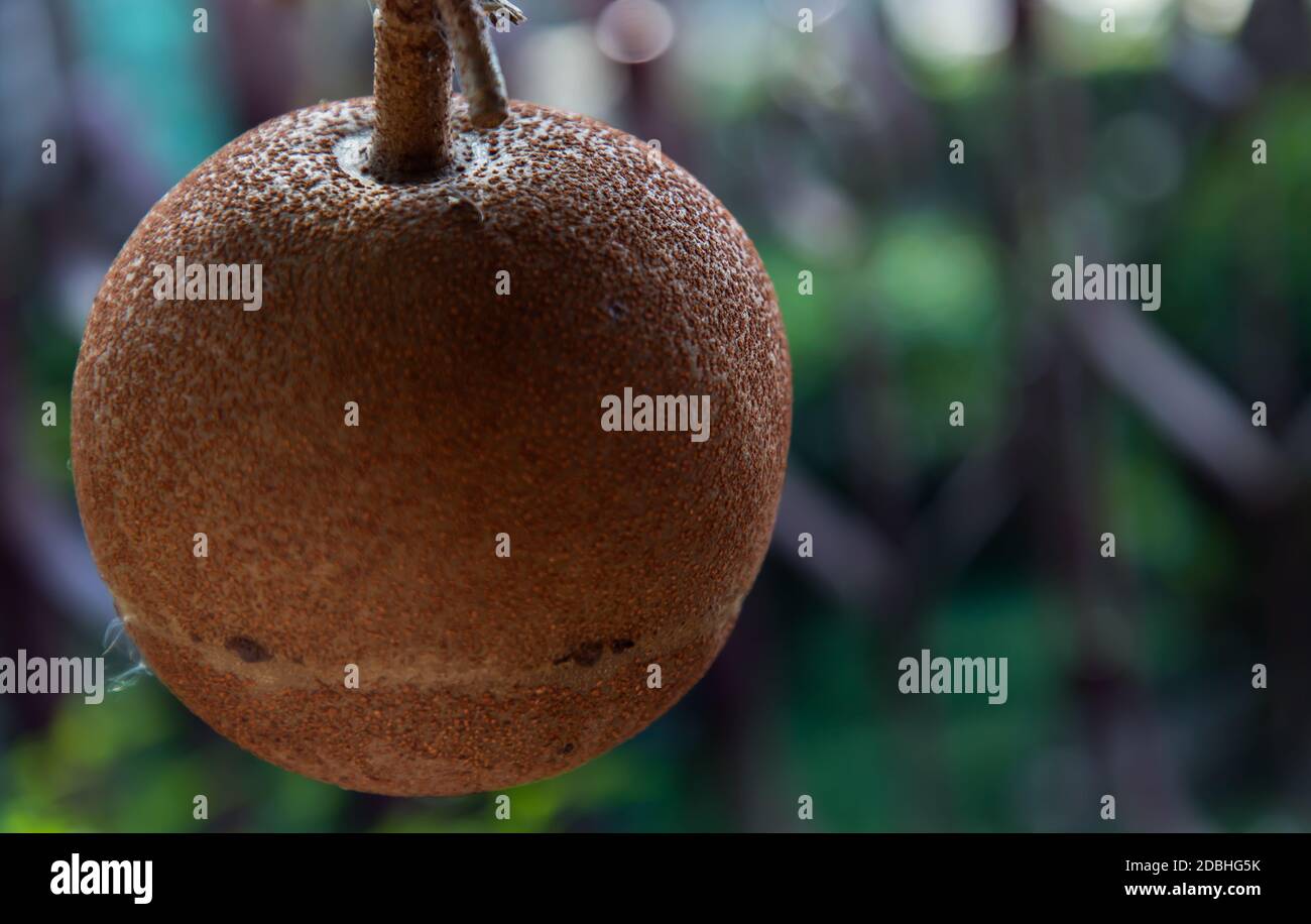 Festoon of fruit and flowers hi-res stock photography and images - Alamy