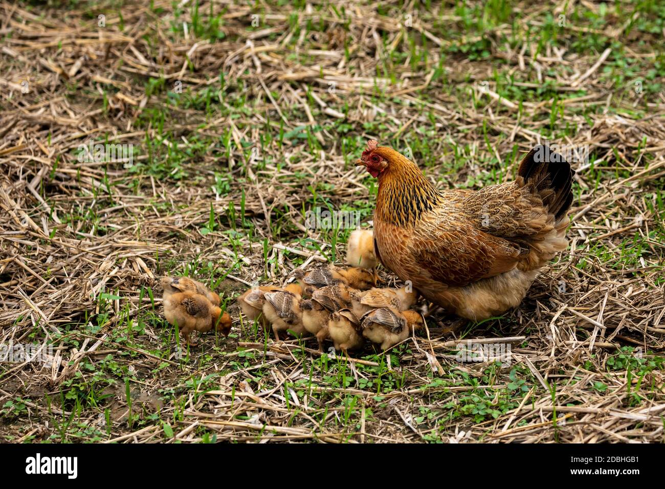 A hen and chickens Stock Photo - Alamy