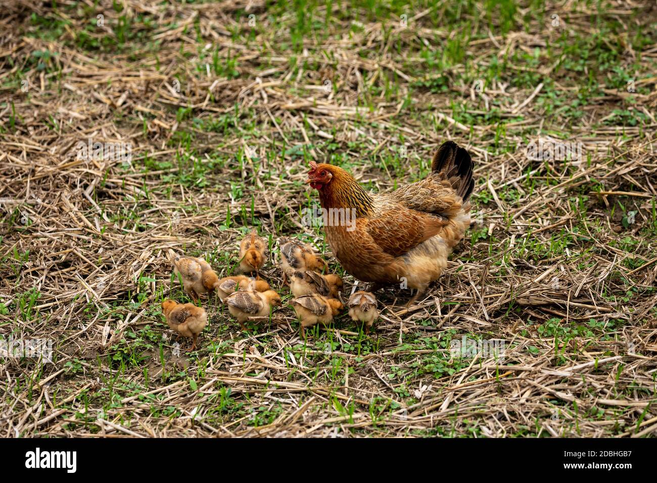 A hen and chickens Stock Photo - Alamy