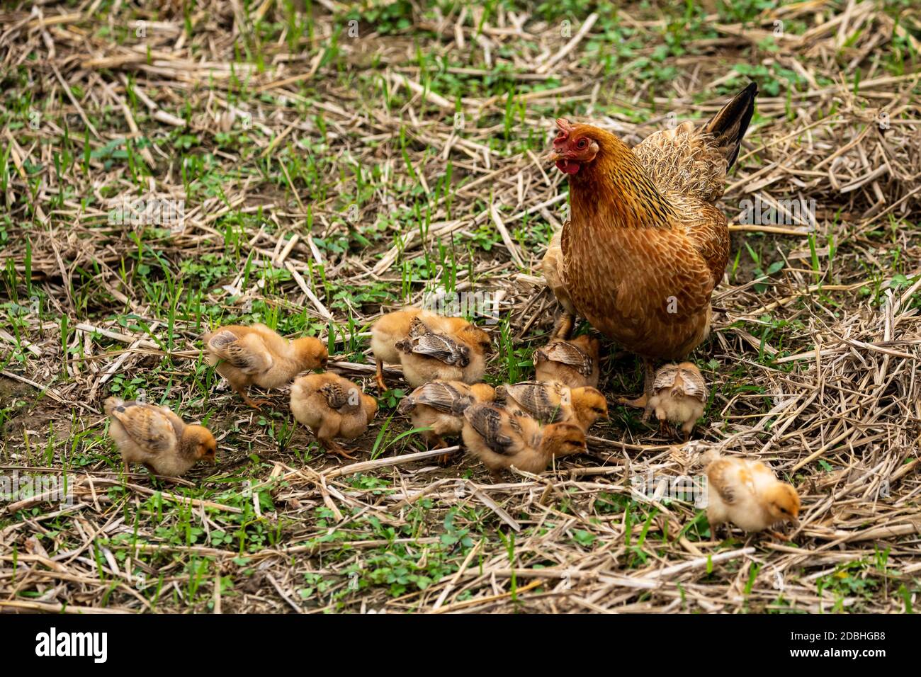A hen and chickens Stock Photo - Alamy