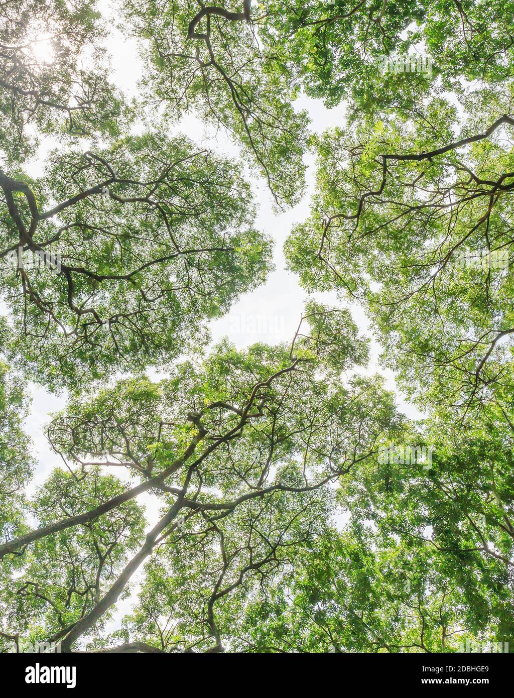 Branches of green leaves under the tree with spread branch and green ...