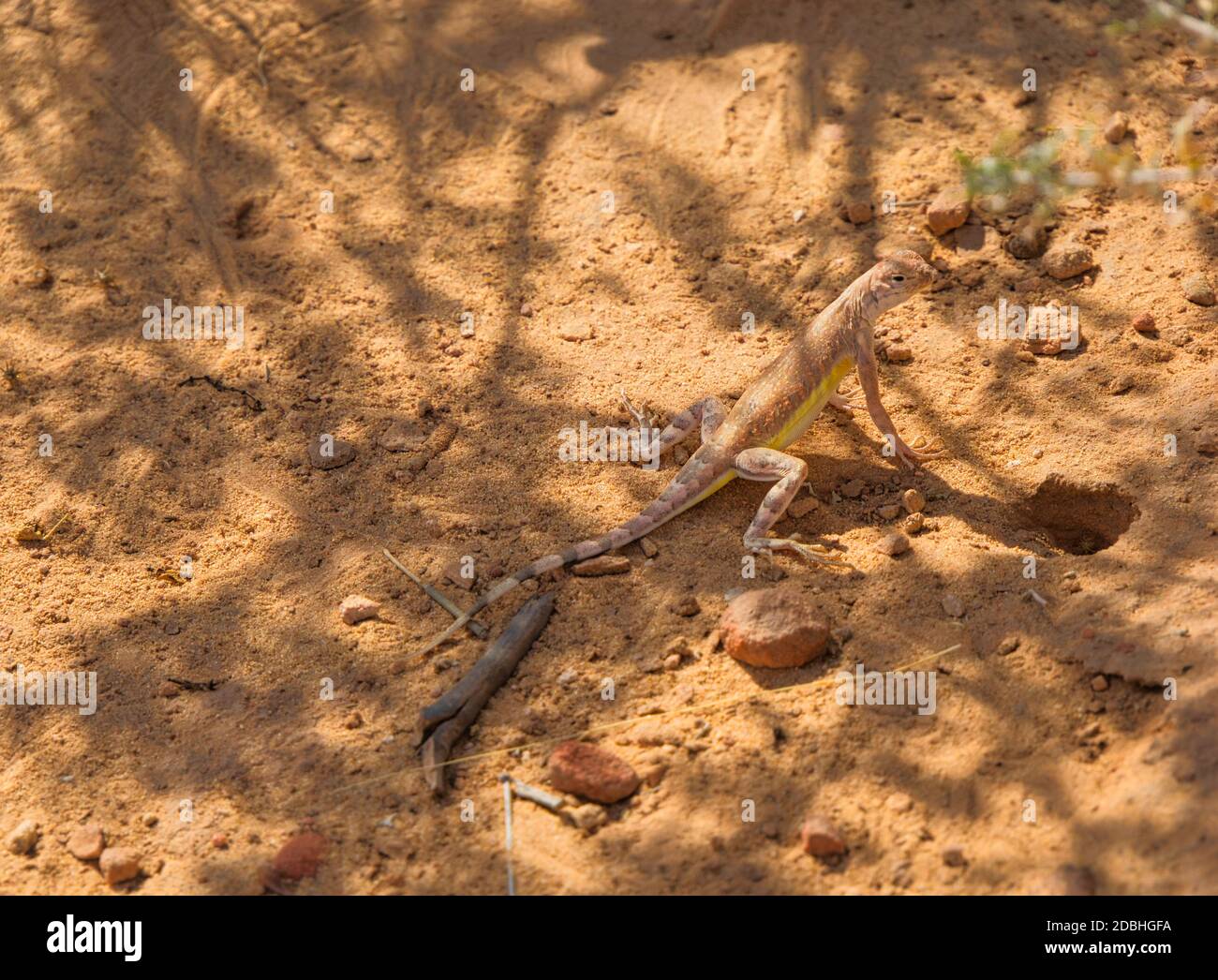 Striped belly hi-res stock photography and images - Alamy