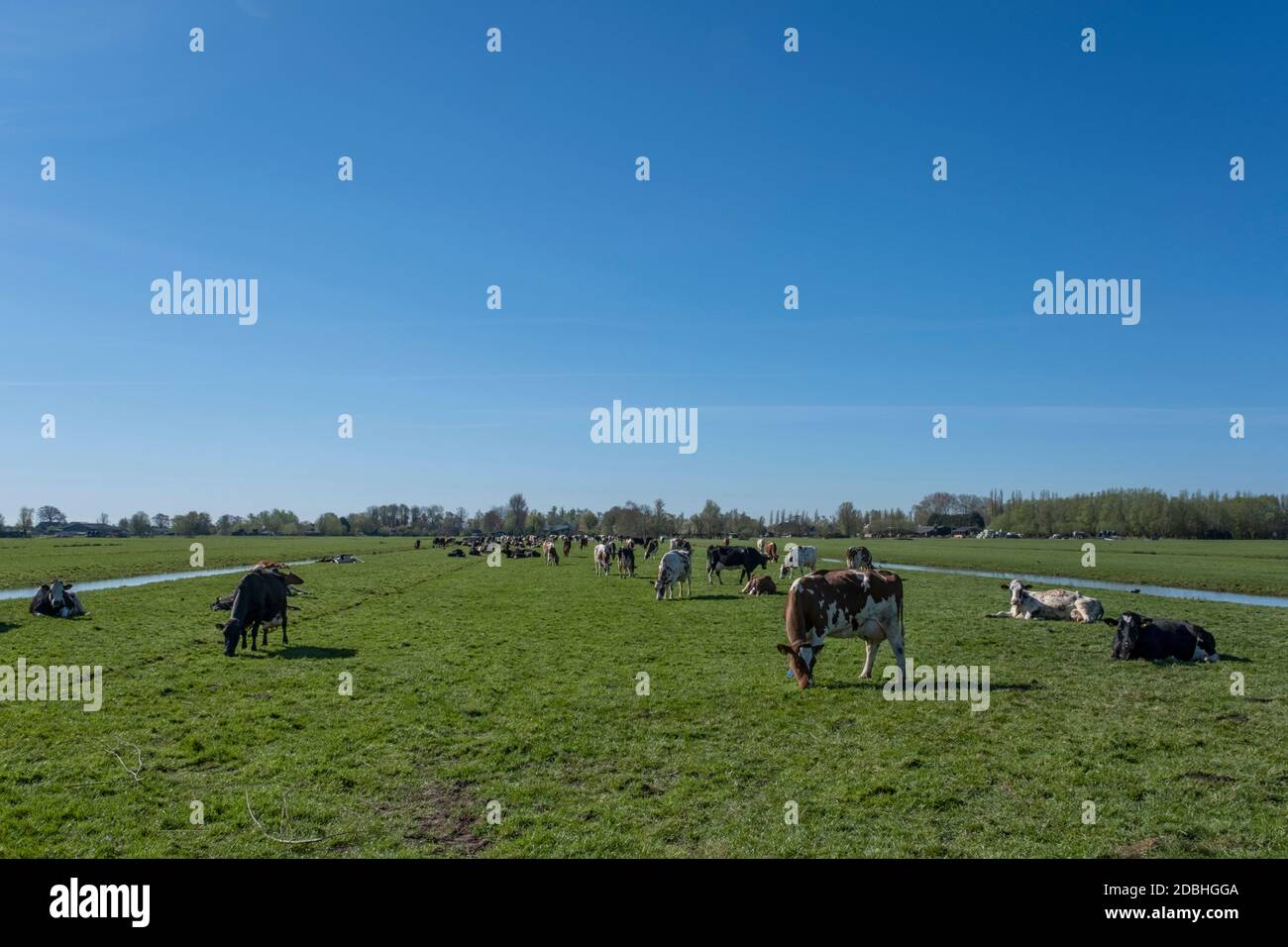 Dutch cows in a typical Dutch setting Stock Photo - Alamy