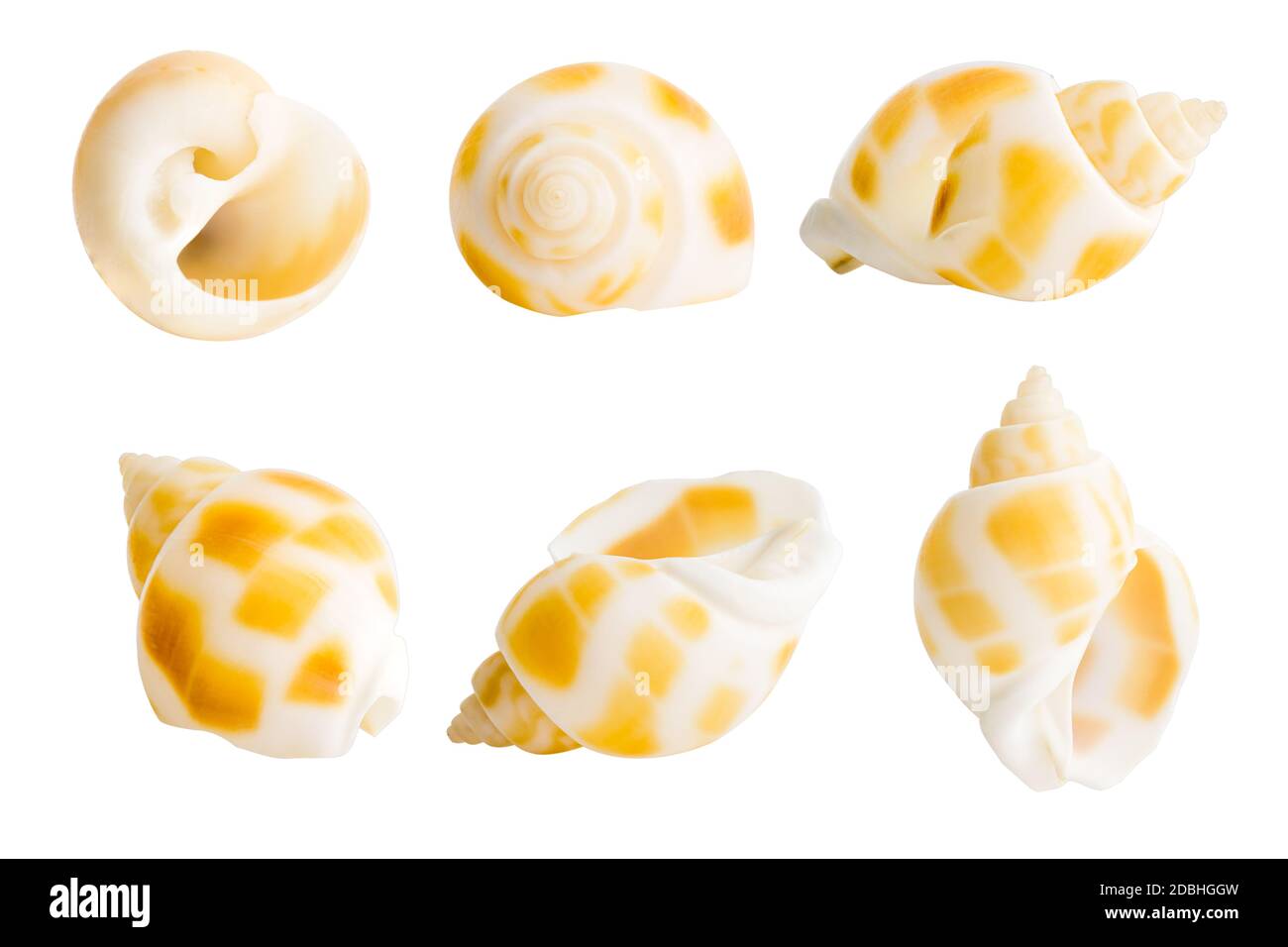 Close-up Marine sea shell isolated on white background Stock Photo - Alamy