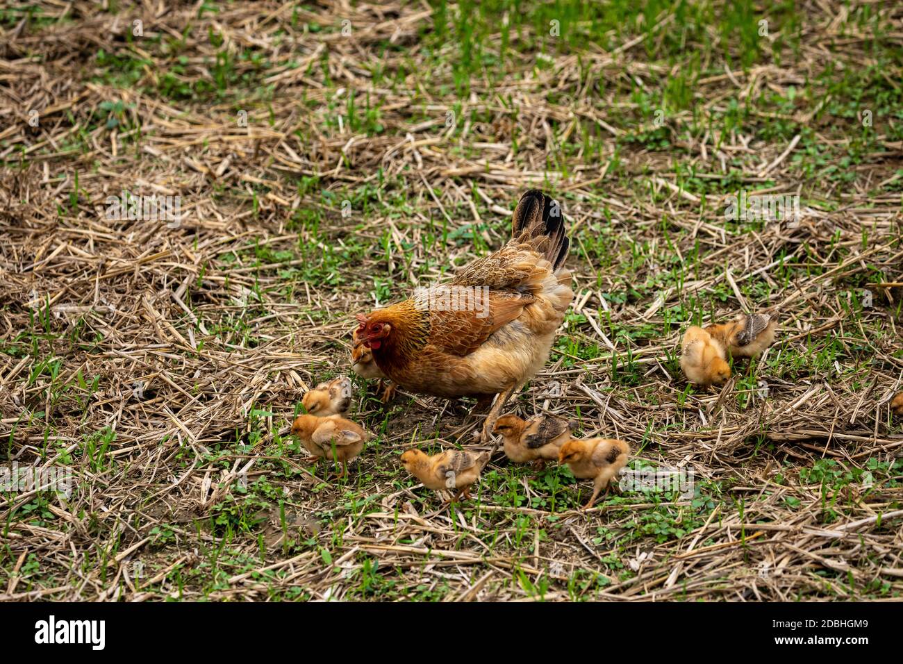 A hen and chickens Stock Photo - Alamy