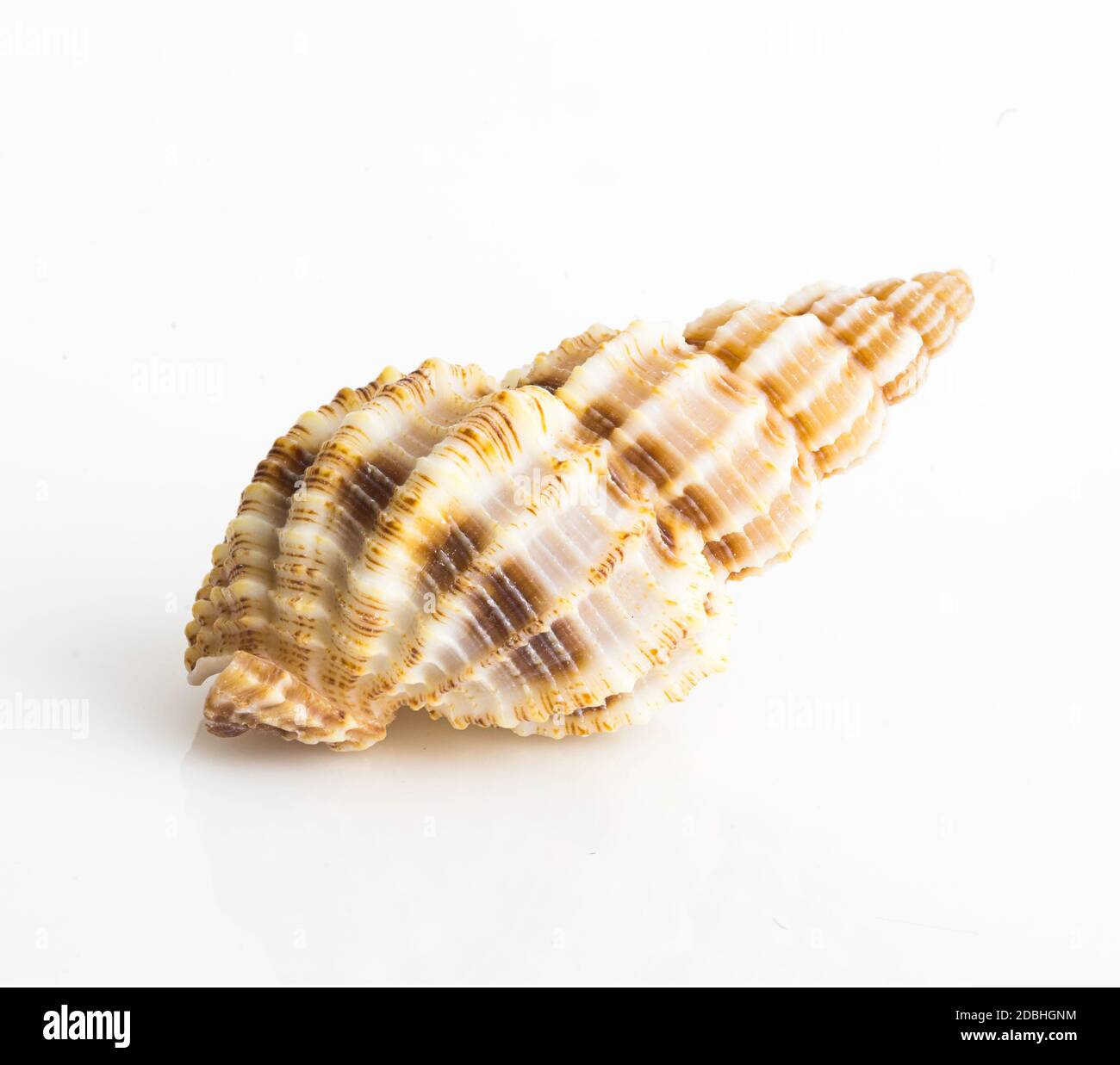 Conch shell isolated on white background, clipping path included Stock ...