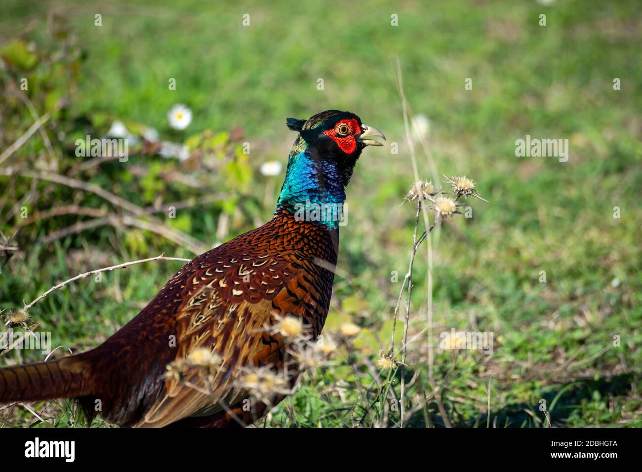 Ringneck Pheasant (Phasianus colchicus) male, Turkey Stock Photo - Alamy