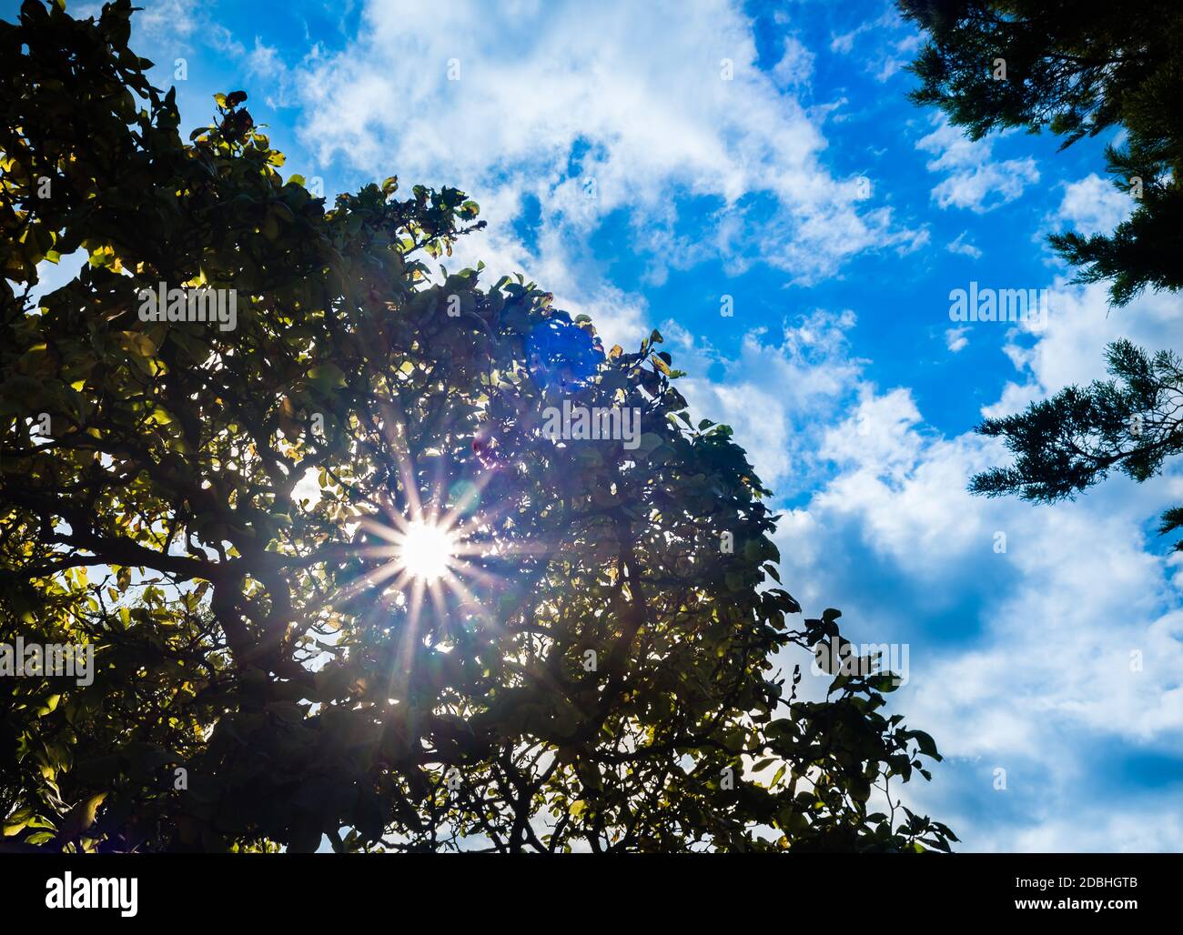 Garden in the sunset hi-res stock photography and images - Alamy