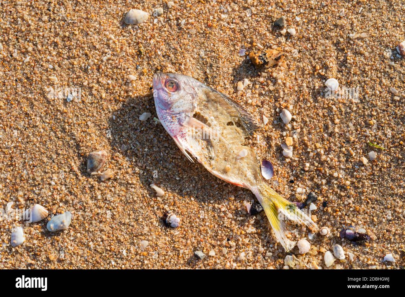 Skeleton of a dead fish on the beach hi-res stock photography and ...