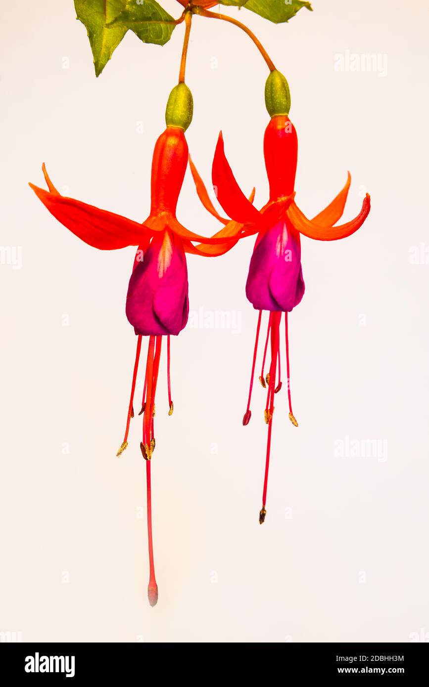 Fuchsia gardens hi-res stock photography and images - Alamy