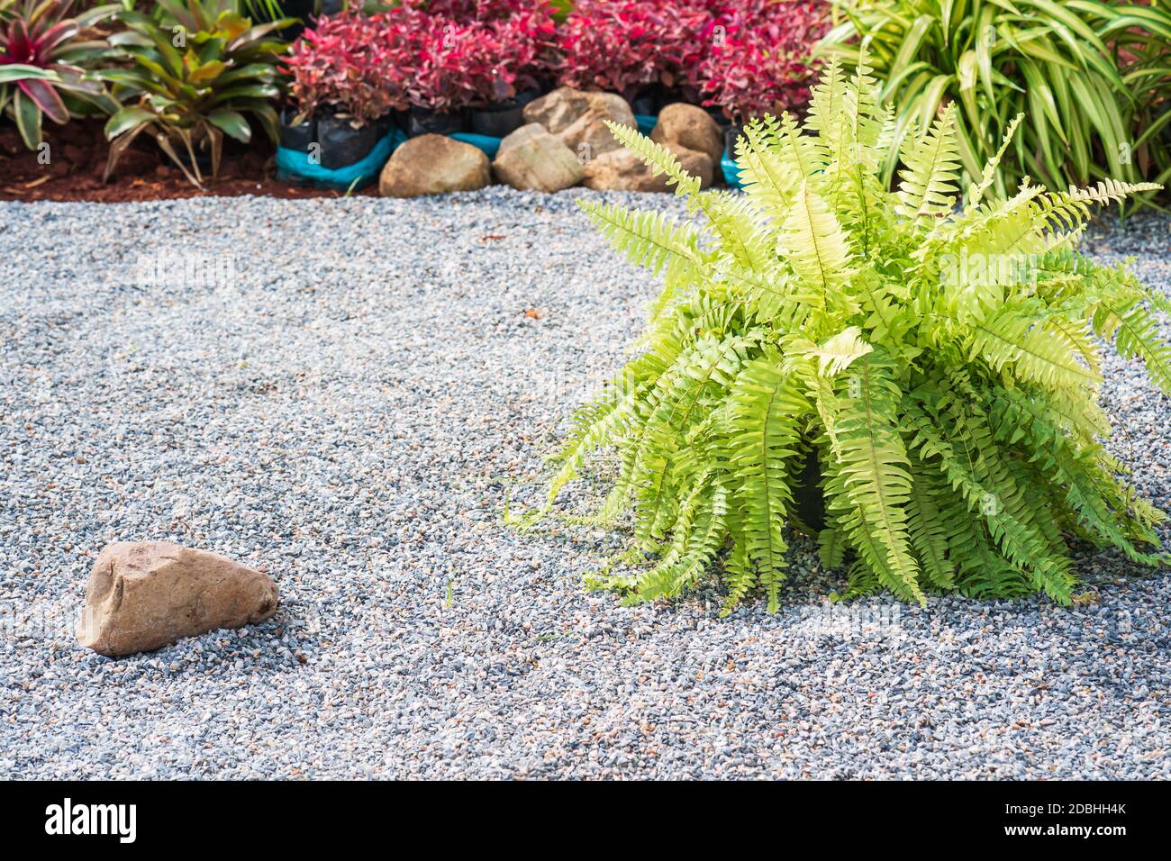 Fern plant on the pebble ground in garden Stock Photo - Alamy
