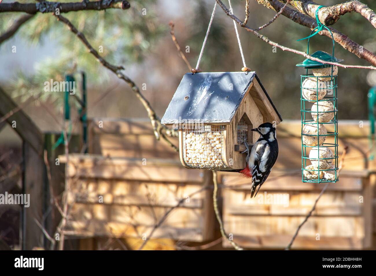 Great spotted woodpecker feeding peanuts Stock Photo - Alamy