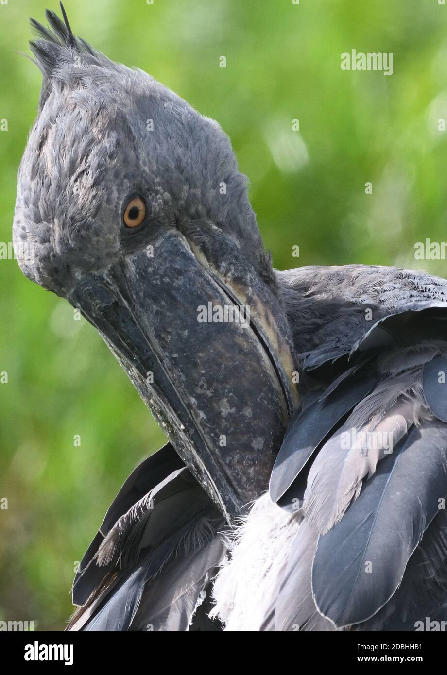 Mabamba bay hi-res stock photography and images - Alamy