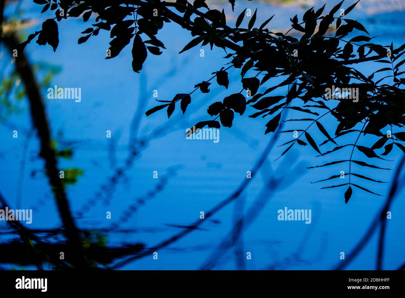 Overhanging Branches and leaves by the River Bela in Beetham Stock ...