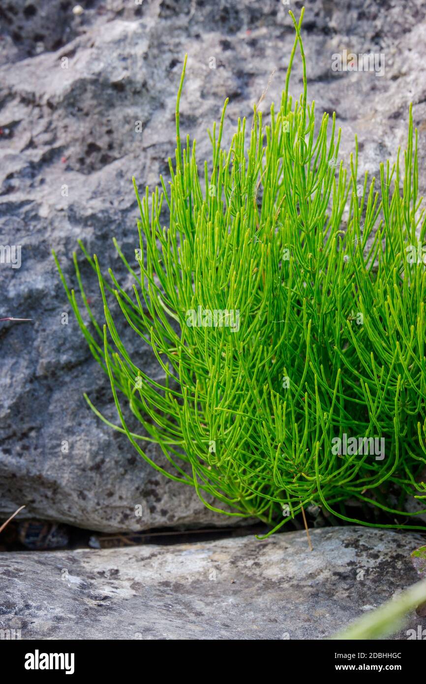 Green mormon tea hi-res stock photography and images - Alamy