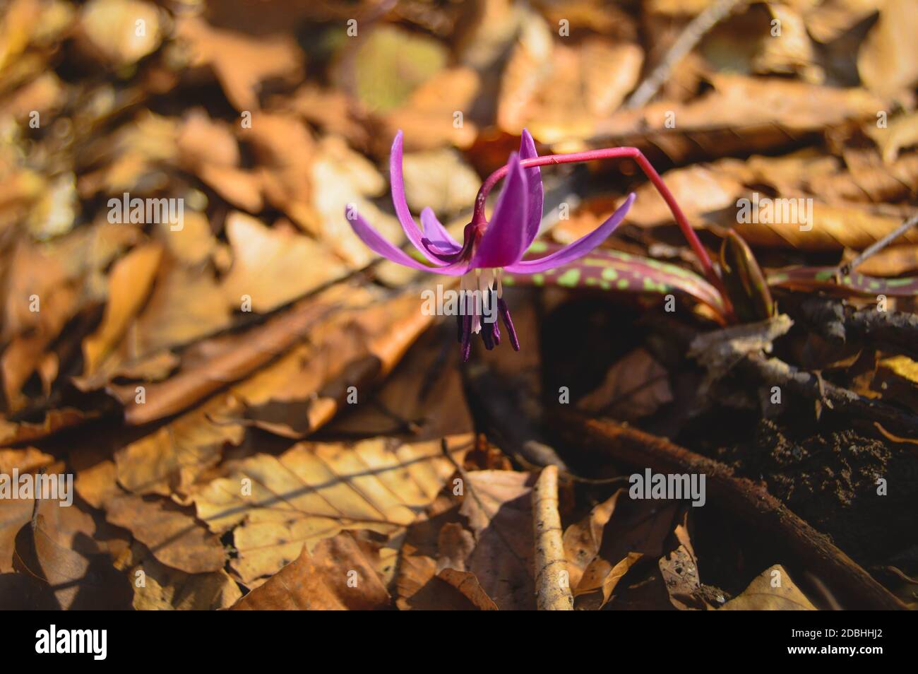 Dogtooth violet or the dogs tooth violet, late winter or early spring ...