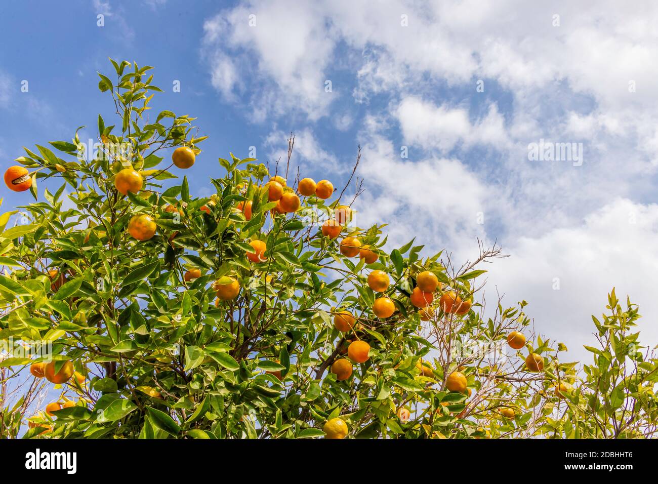 Ripe fruits of the mandarin tree in green foliage against a blue sky ...