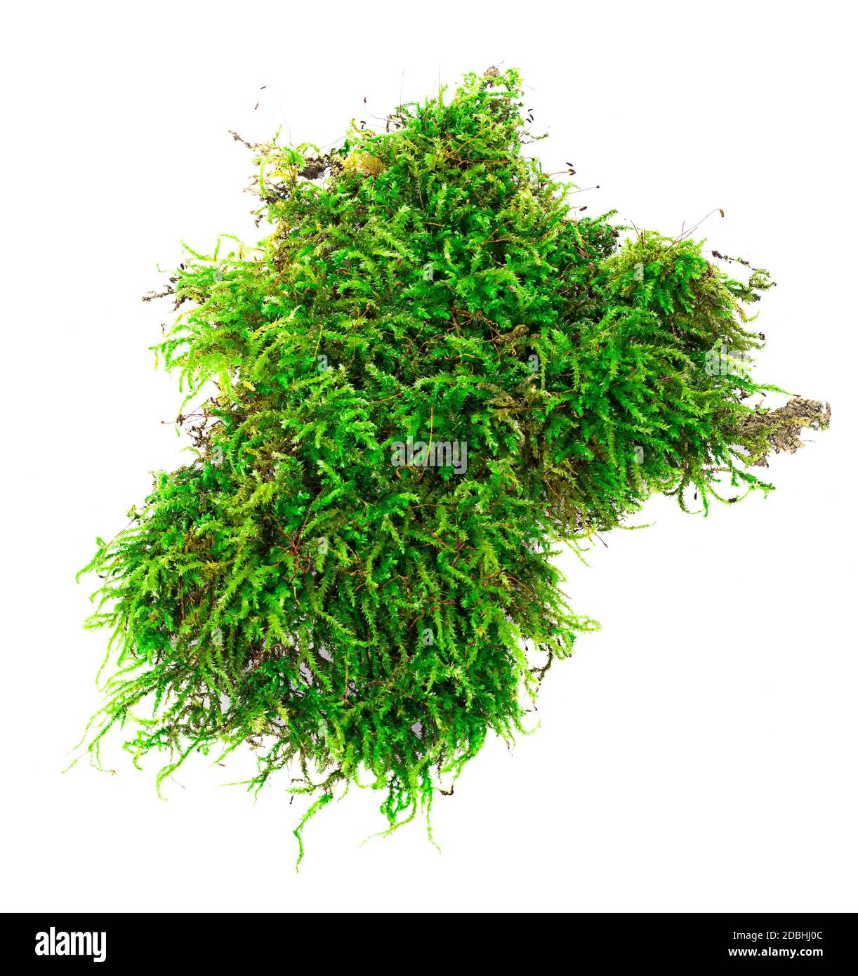 Moss on rocks nature Cut Out Stock Images & Pictures - Alamy