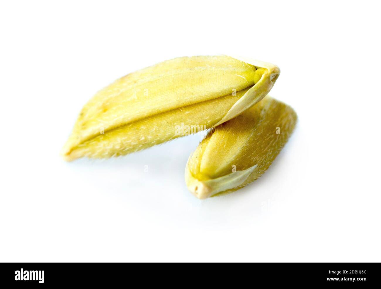 Close up macro rice grains isolated on white Stock Photo - Alamy