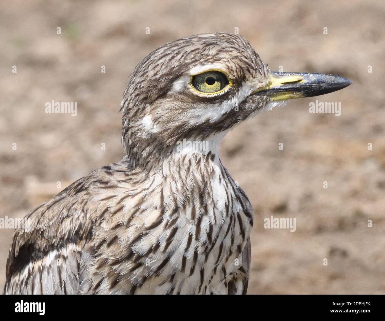 Water dikkop burhinus vermiculatus hi-res stock photography and images ...
