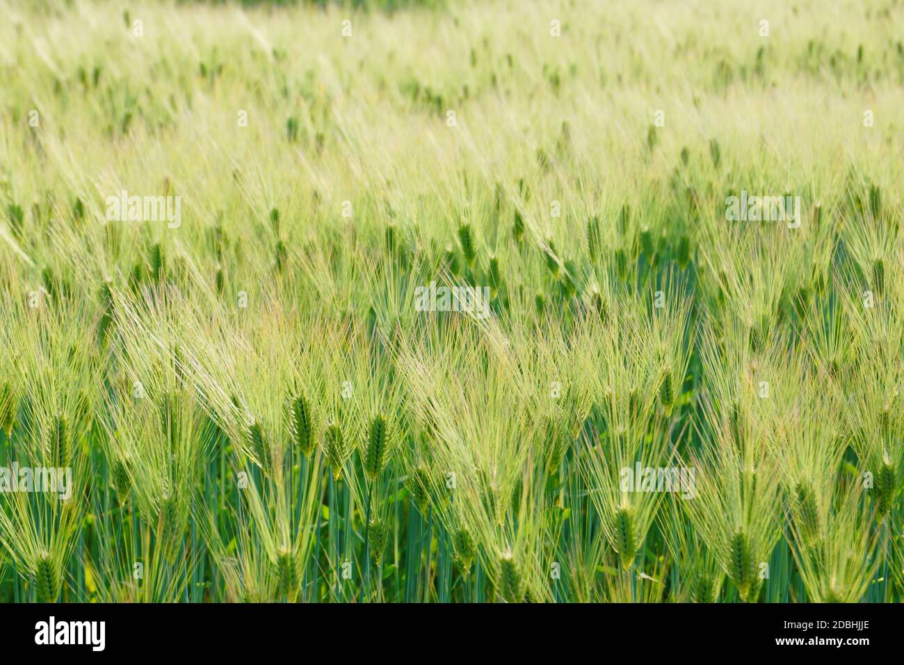 Wheat field of image. Shooting Location: Yokohama-city kanagawa ...