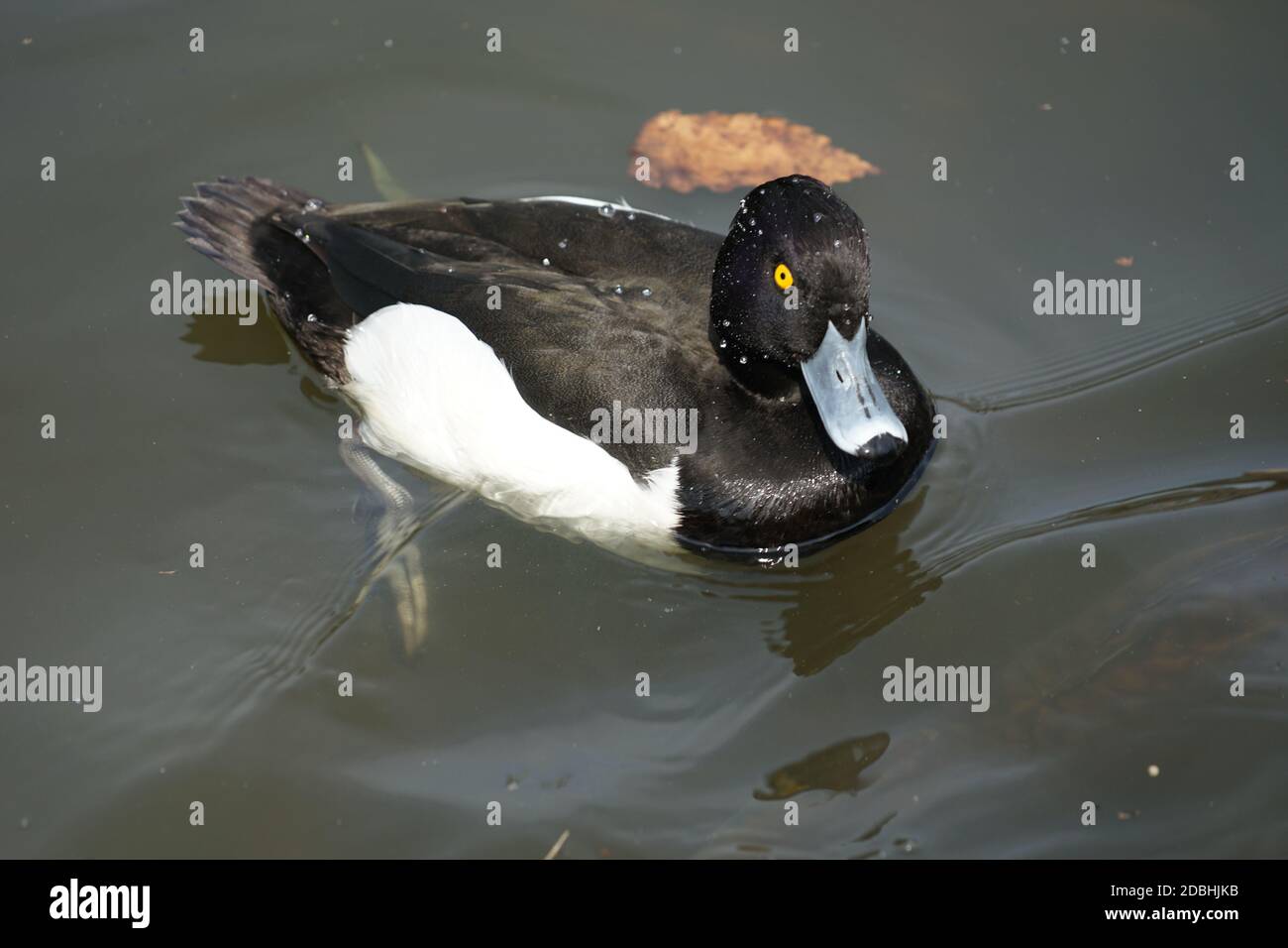 Duck image. Shooting Location: Tokyo metropolitan area Stock Photo - Alamy