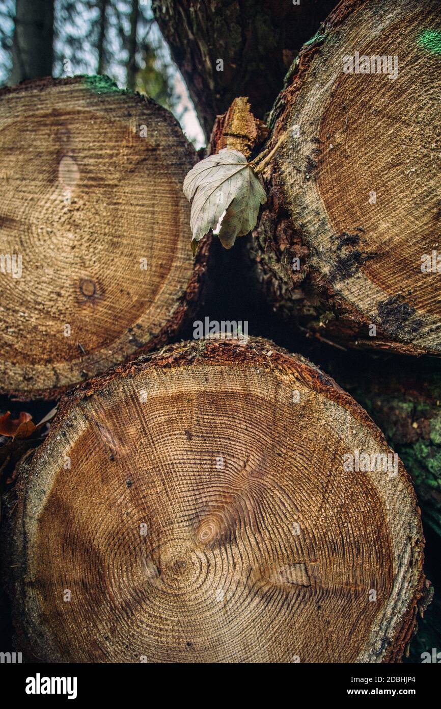 Forest stands hi-res stock photography and images - Alamy