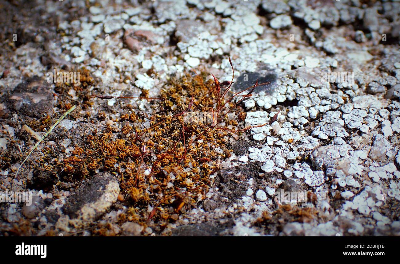 Close up ground Stock Photo - Alamy