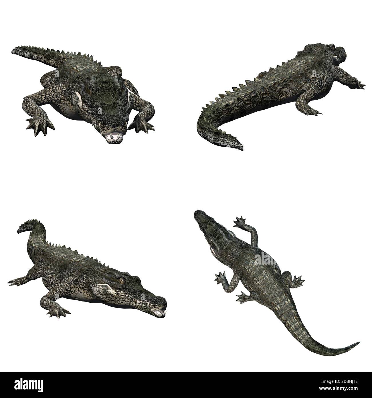 Set of crocodile - isolated on white background Stock Photo - Alamy