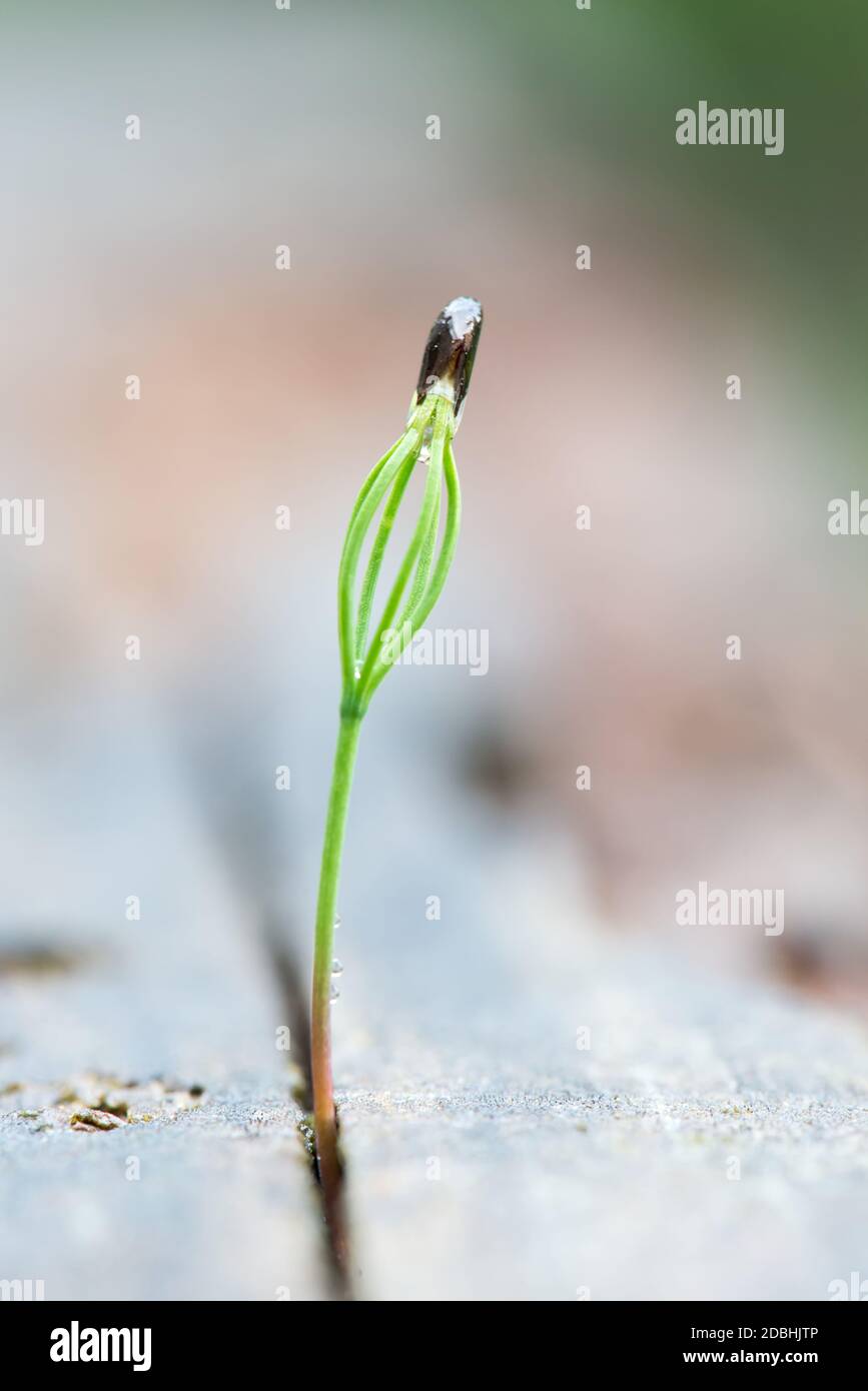 Little tiny green grass growing out of a tree stump in a spring. New ...