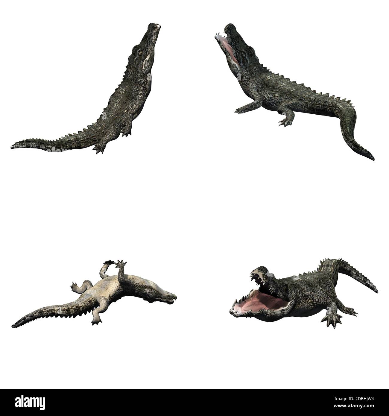 Set of crocodile - isolated on white background Stock Photo - Alamy
