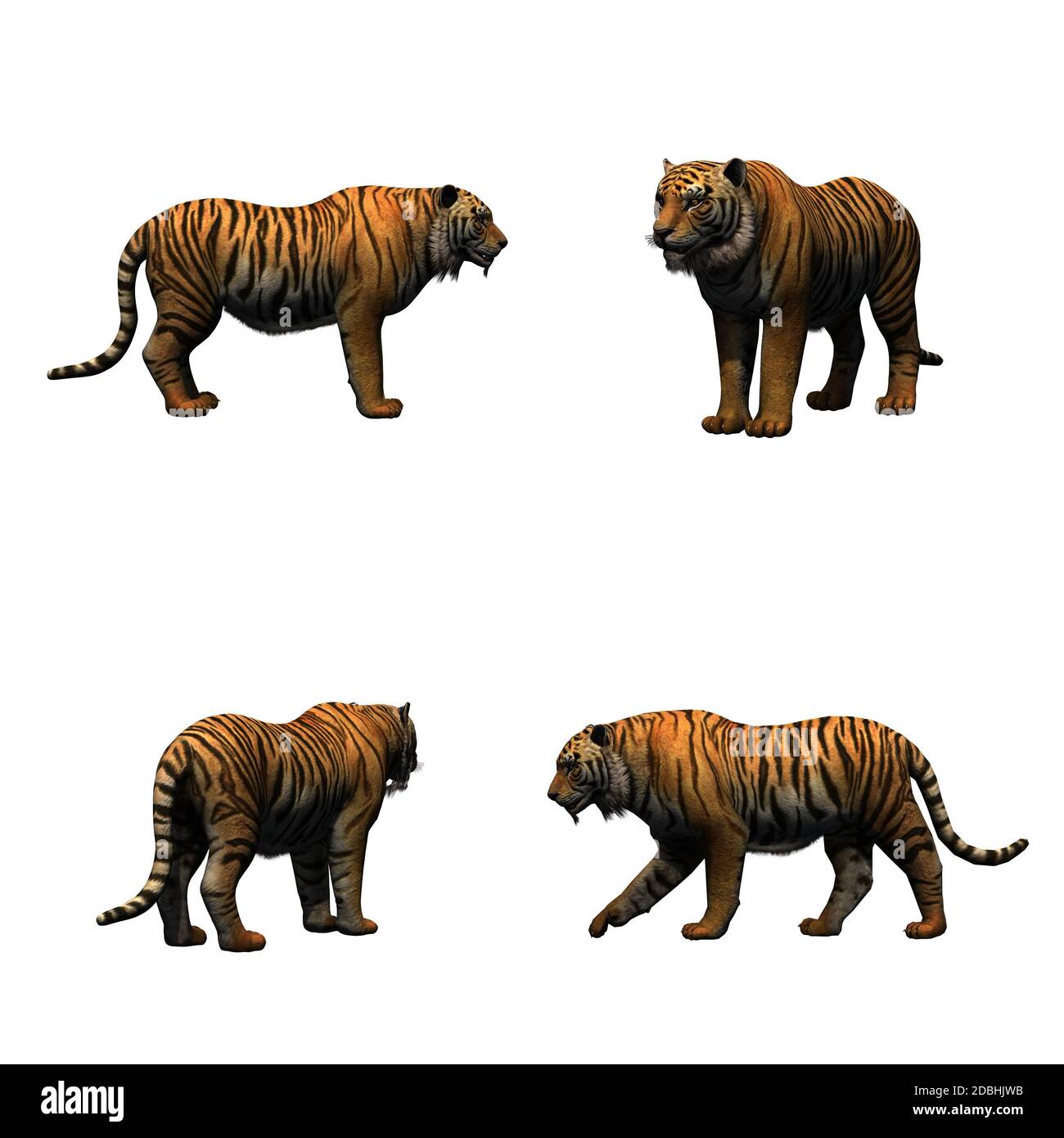 Set of tiger - isolated on white background Stock Photo - Alamy