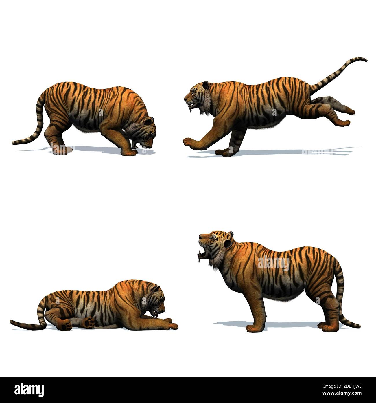 Set of tiger - isolated on white background Stock Photo - Alamy