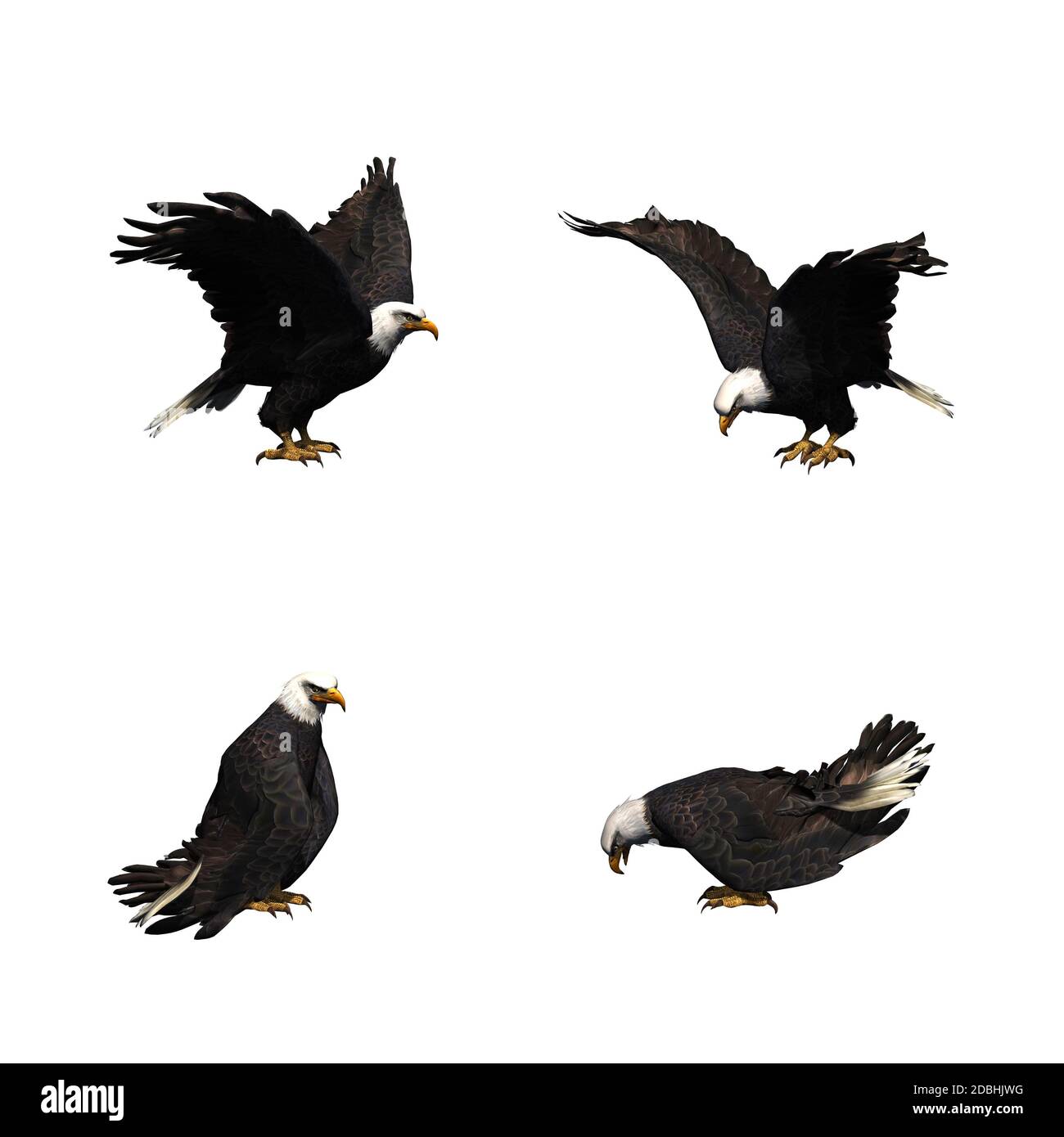 Set of eagle - isolated on white background Stock Photo - Alamy