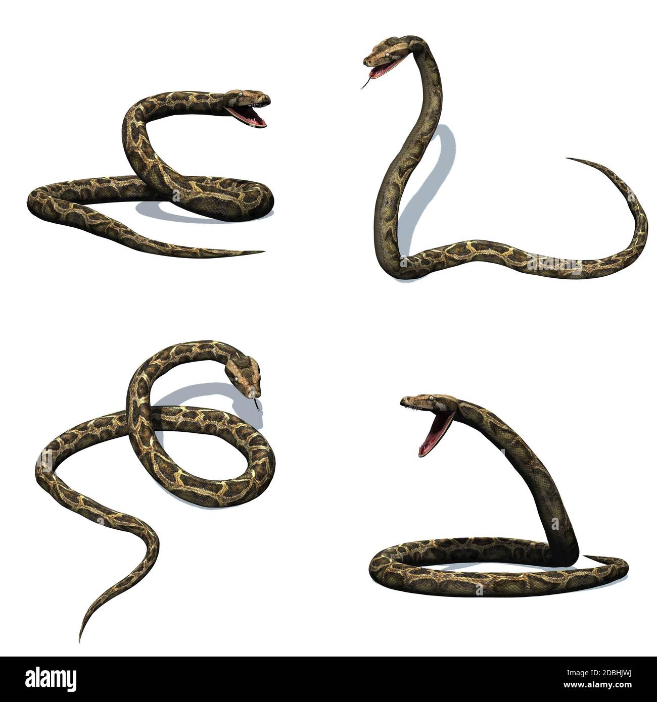 Africa jungle snake hi-res stock photography and images - Alamy