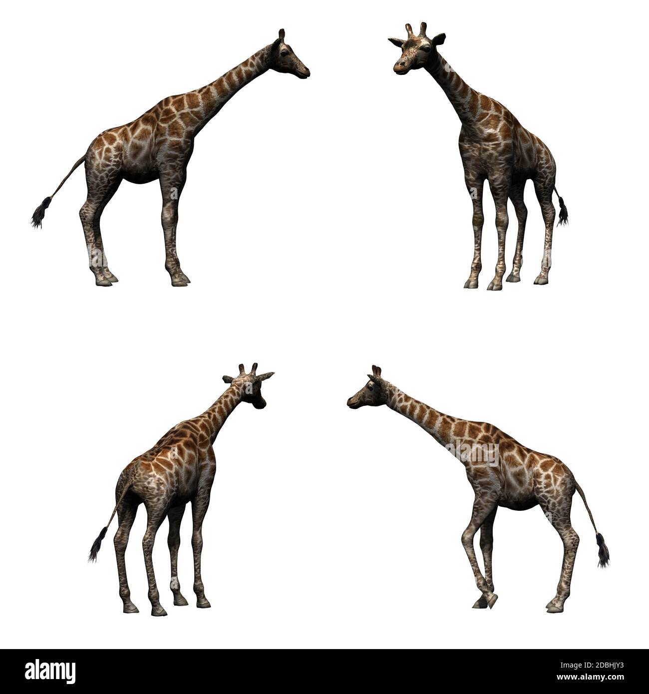 Set of giraffe - isolated on white background Stock Photo - Alamy