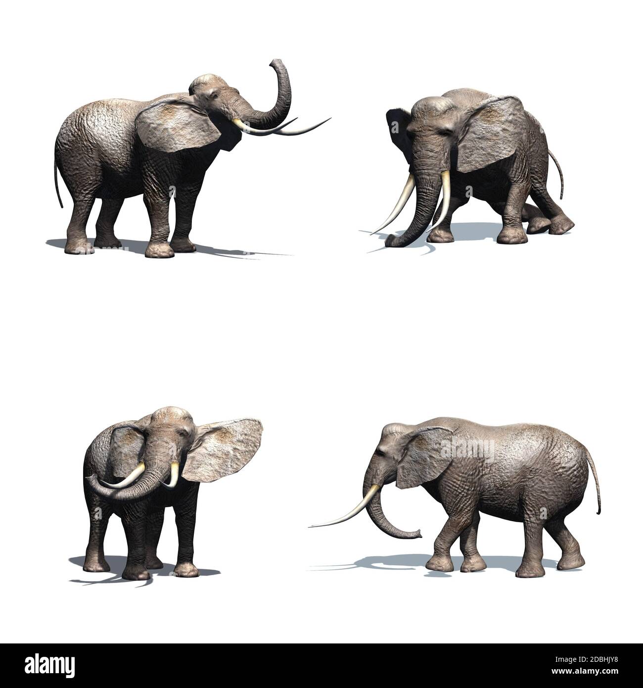 Set of elephant - isolated on white background Stock Photo - Alamy