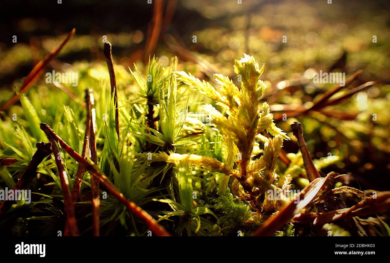 Close up moss hi-res stock photography and images - Alamy