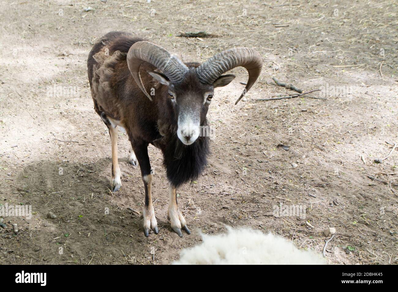 Mouflon or ovis orientalis, forest horned animal in organic animal farm ...