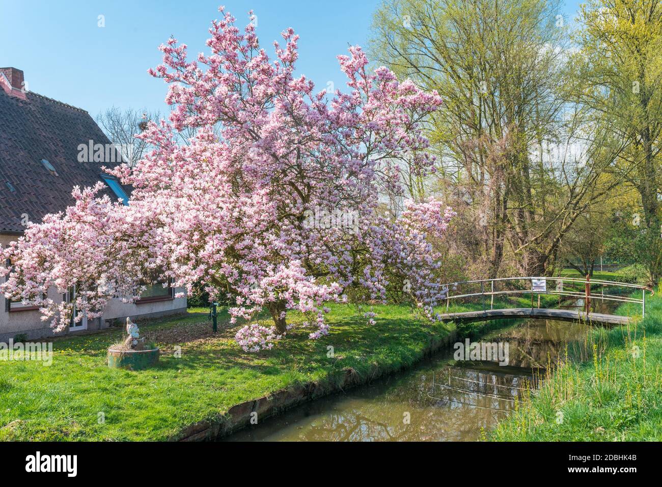 Brook blossom hi-res stock photography and images - Alamy