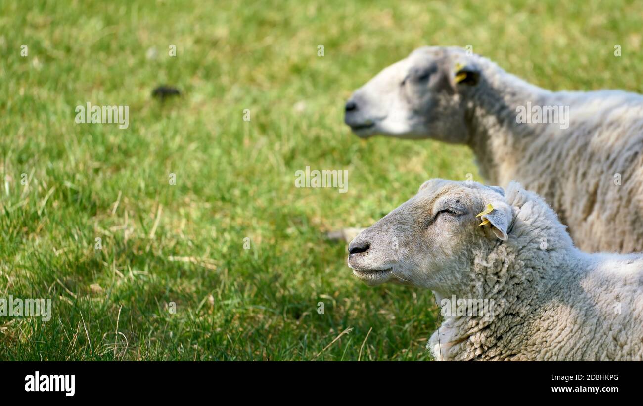 Two sheeps grazing hi-res stock photography and images - Alamy