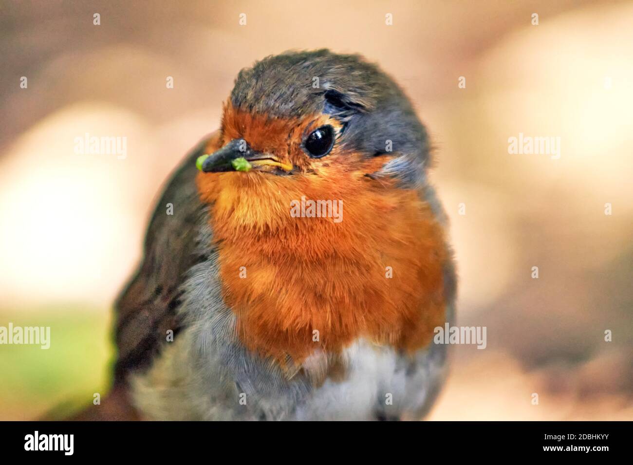 Little Robin in the nature Stock Photo - Alamy