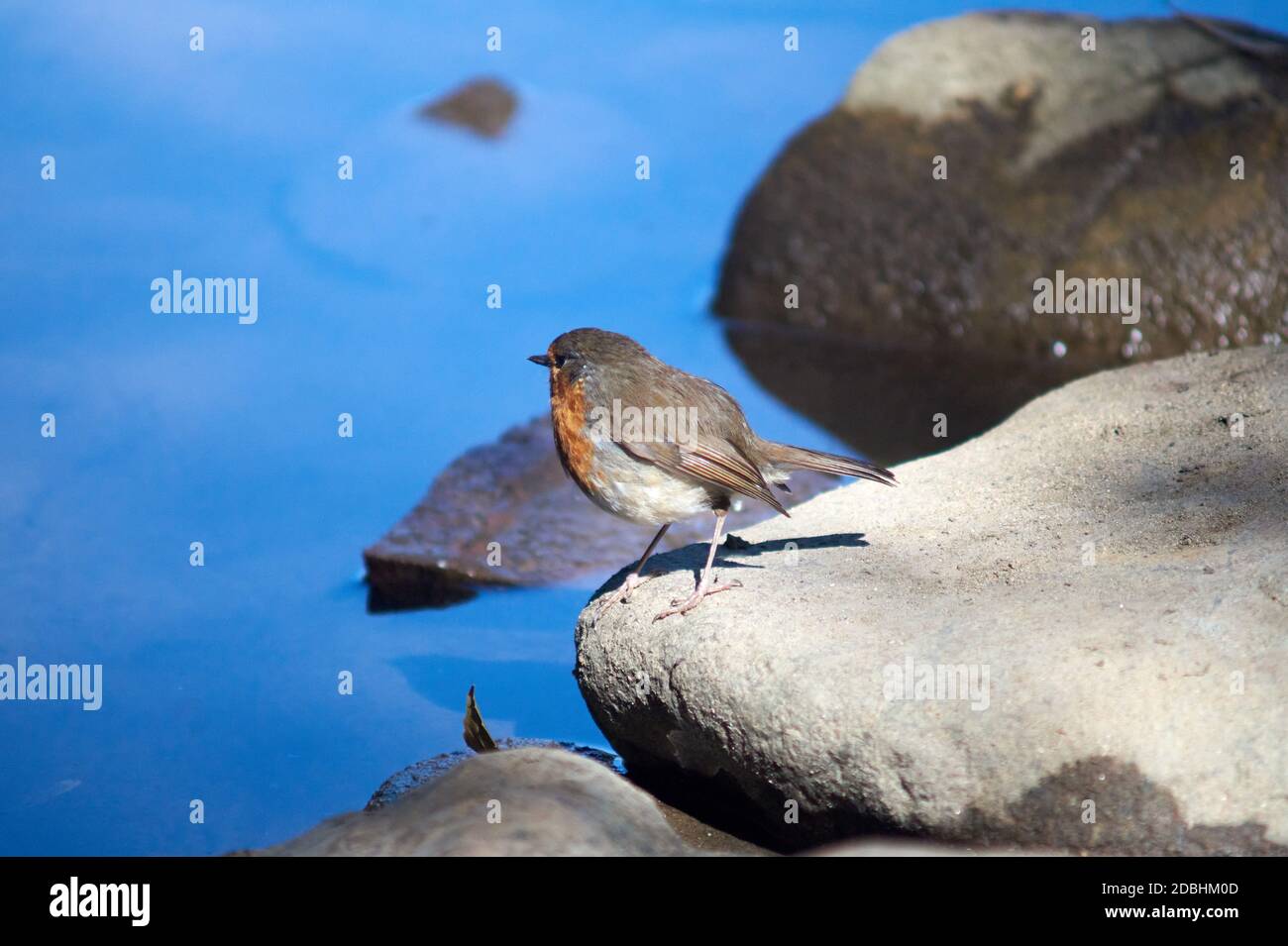 Little Robin in the nature Stock Photo - Alamy