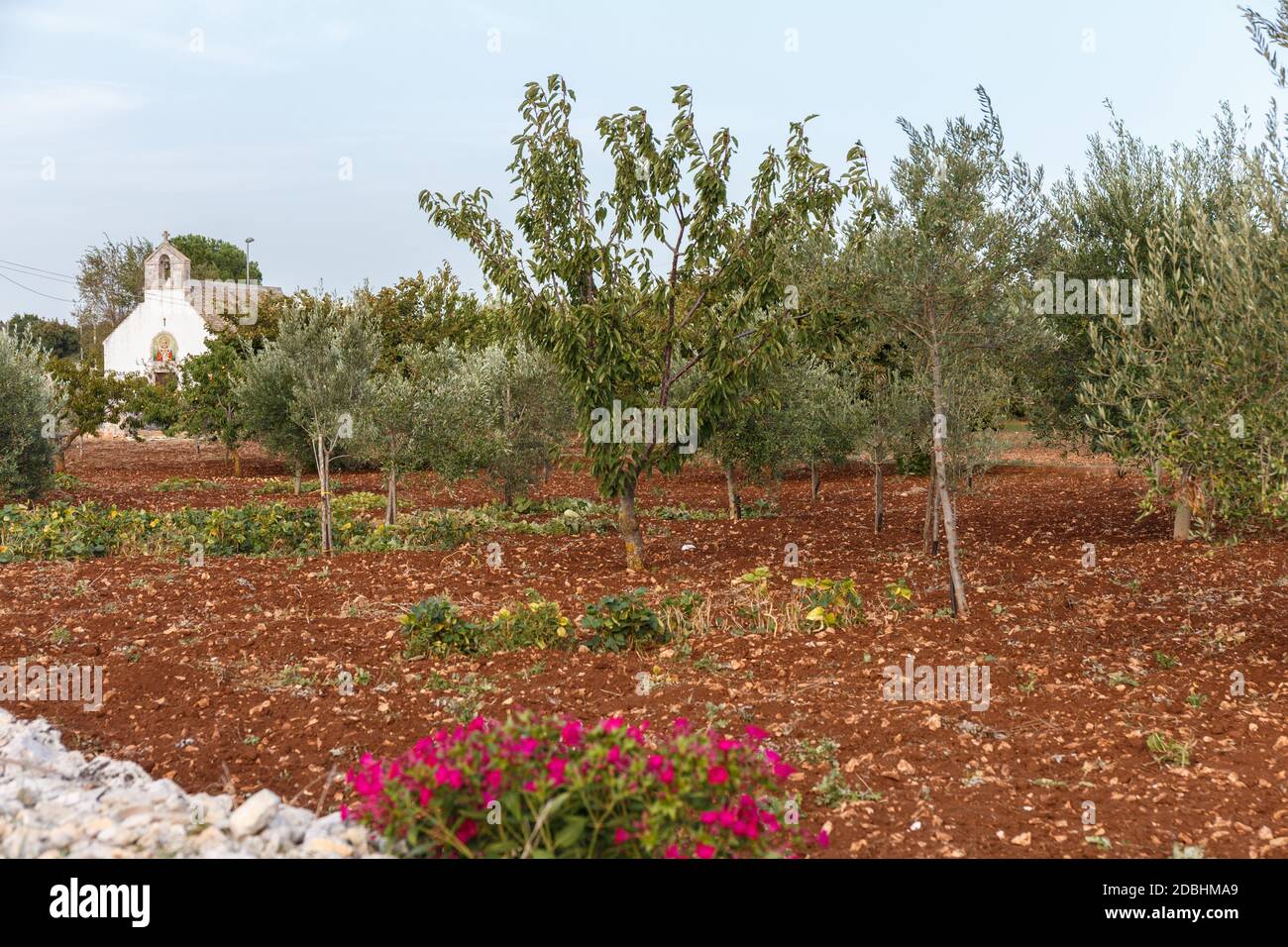 Farmland with fruit trees, Apulia, Italy Stock Photo - Alamy